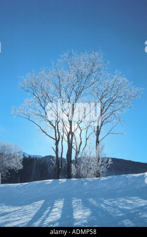 Trees, back light Stock Photo - Alamy