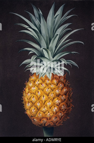 Pineapple Ananas comosus fruit on plant Madagascar Stock Photo - Alamy