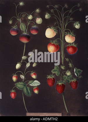 Fragaria sp strawberry Stock Photo - Alamy