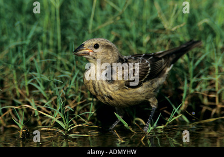 Bronzed Cowbird Molothrus aeneus young in nest of Bewick s Wren Brood ...
