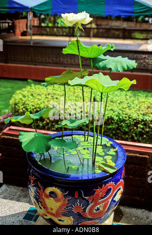White and yellow water flower with dragon fly Stock Photo - Alamy