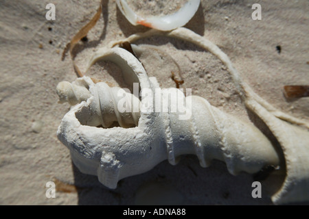 Shells on the beach at Cayo Jutia, Pinar Province, Cuba Stock Photo - Alamy