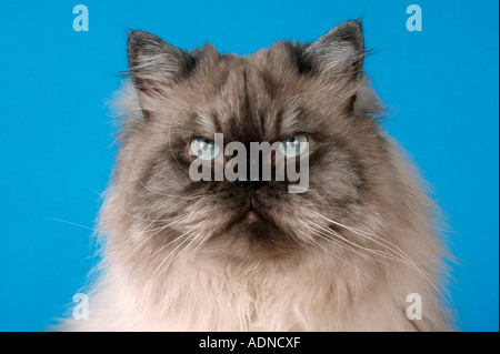 Colorpoint Persian Cat Stock Photo - Alamy
