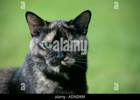 Adult female brindle tortoiseshell cat sitting seen in the Cotswold ...