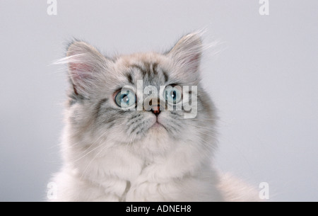 Head shot of tabby point Persian cat sitting isolated on black ...