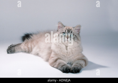 Colorpoint Persian Cat, tabby-point Stock Photo - Alamy