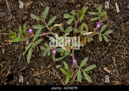 Spring vetch on sandy soil Vicia lathyroides rare in UK Stock Photo - Alamy