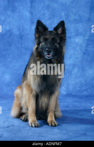 German shepherd dog sitting upright, ears pricked, serious, staring ...