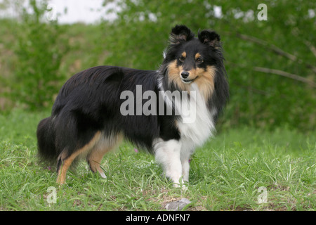 Sheltie Shetland Sheepdog side Stock Photo - Alamy