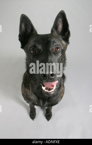 Dutch Shepherd Dog, Hollandse Herder. Adult long-haired dog sitting on ...