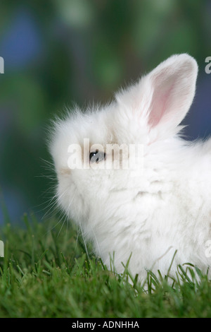 Young Teddy Lop-eared Rabbit, 5 weeks, Teddy ram rabbit, young animal ...