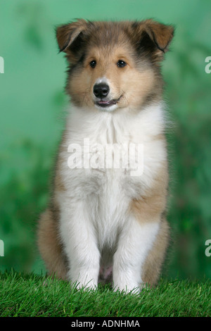 young rough collie in front of white background Stock Photo - Alamy