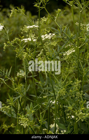 Skirret (Sium sisarum), roots, leaves and blossoms Stock Photo - Alamy