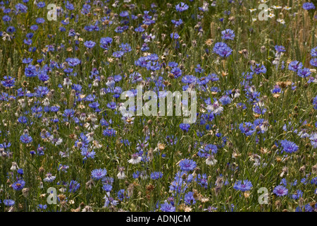 Cornflowers Centaurea cyanus as a weed in a cornfield Sweden Stock ...