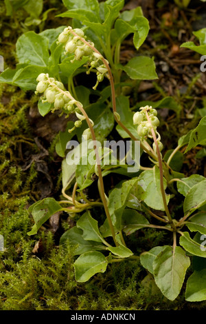 one-sided wintergreen (Orthilia secunda Stock Photo - Alamy