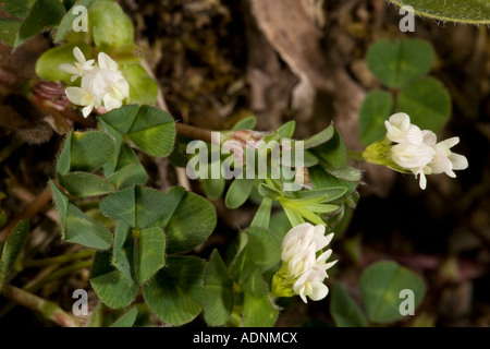 Trifolium subterraneum Subterranean Trefoil Stock Photo - Alamy