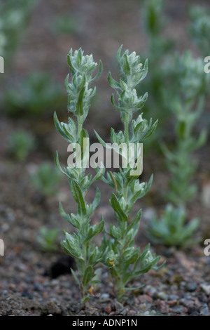 Field cudweed (Filago arvensis Stock Photo - Alamy