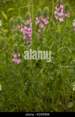 Rest-harrow plant (Ononis arvensis) with an associated moth and its ...