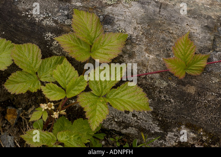 Stone Bramble (Rubus saxatilis) flowering, Swiss Alps, Switzerland ...
