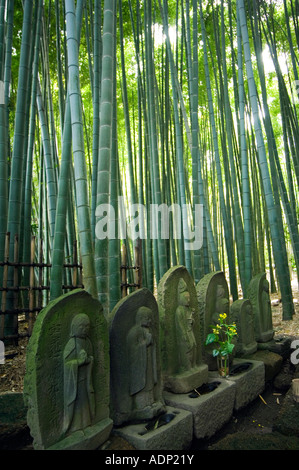 Bamboo and trees at the Hokokuji temple garden, AKA bamboo temple in ...