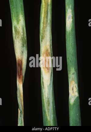 Purple blotch Alternaria porri lesion on an onion leaf Thailand Stock ...