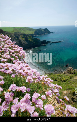 Sea Pinks on sea cliffs at Hartland Quay, Devon, UK Stock Photo - Alamy