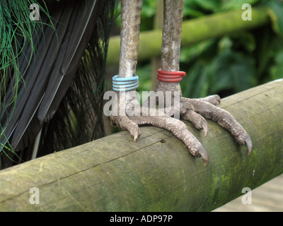 peacock s feet Stock Photo - Alamy