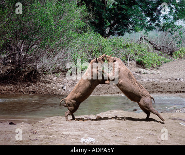 Babiroussa (Babyrousa babyrussa) males fighting Stock Photo - Alamy