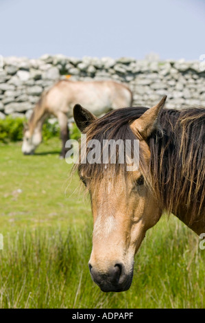 Lundy island ponies on Lundy Island, Devon, UK Stock Photo - Alamy