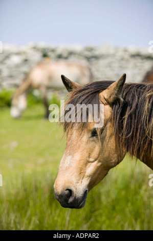 Lundy island ponies on Lundy Island, Devon, UK Stock Photo - Alamy