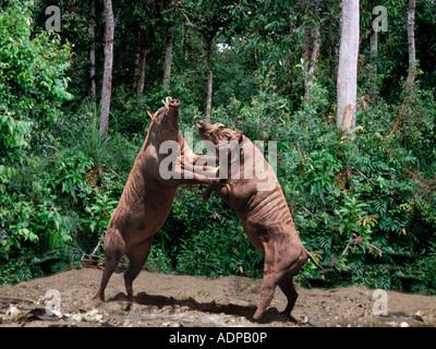 Babiroussa (Babyrousa babyrussa) males fighting Stock Photo - Alamy