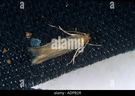 Clothes moth Tineola biselliella adult moth on fabric Stock Photo - Alamy