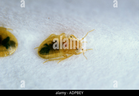 Bed bug Cimex lectularius nymph Stock Photo - Alamy
