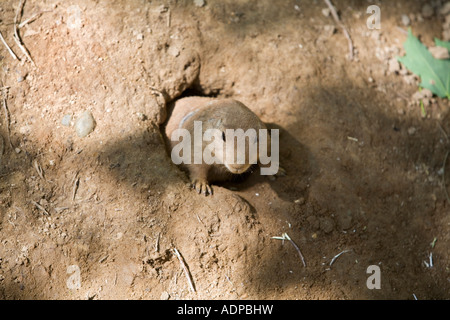 Prairie Dog at burrow Stock Photo - Alamy