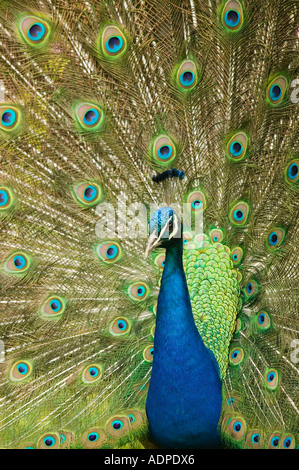 Peacock displaying its feathers in the gardens of Isola Madre, one of ...
