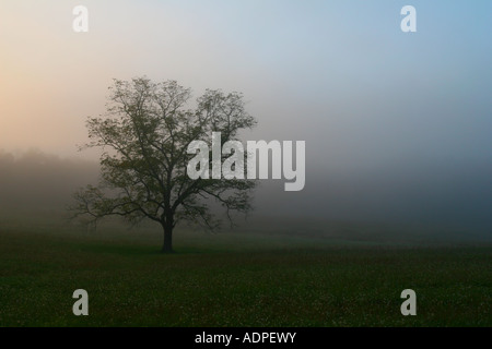 Misty morning in Cades Cove Stock Photo - Alamy