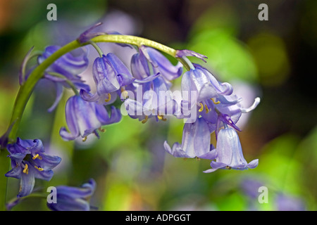 Hyacinthoides hispanica. Spanish bluebells in a garden. Invasive plant ...