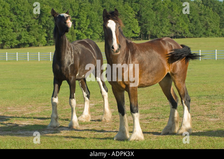 Herd of Shire Draft Horse fillies Stock Photo - Alamy