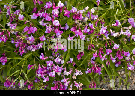 Spring Vetchling (Lathyrus verna) flowering, growing in woodland ...