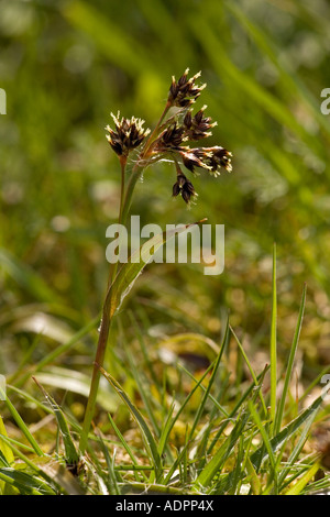 Field Wood Rush (luzula campestris), also known as Good Friday Grass ...