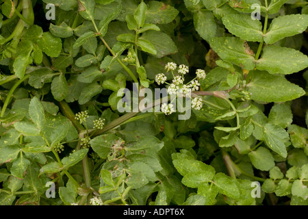 Fool's Water-cress (Apium nodiflorum) in flower, lake margin, Dorset ...