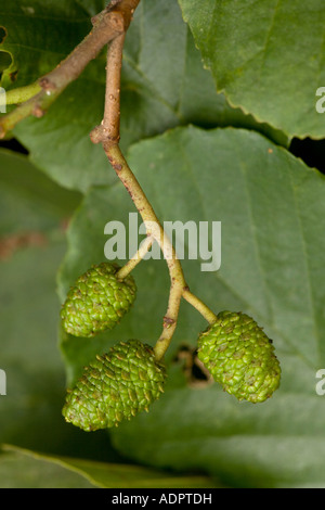 Alnus glutinosa fruit Stock Photo - Alamy