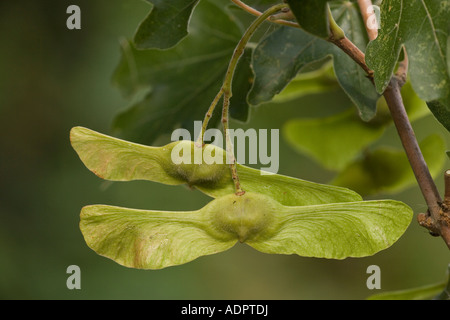 Field maple (Acer campestre) helicopter fruits. Photographed in August ...