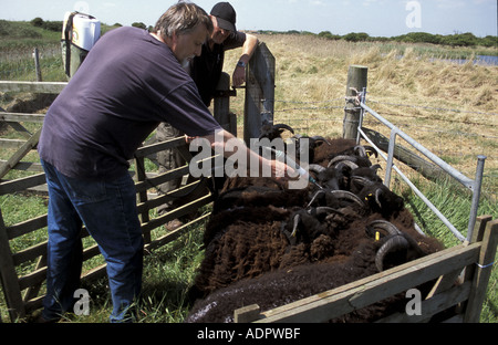 Spraying hebridean sheep with vetrazine to prevent fly strike ...