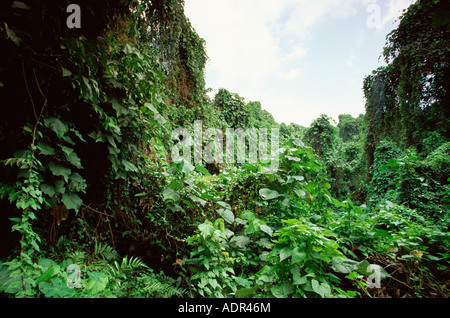 Mile-a-minute weed smothering native lowland forest species at Vatthe ...