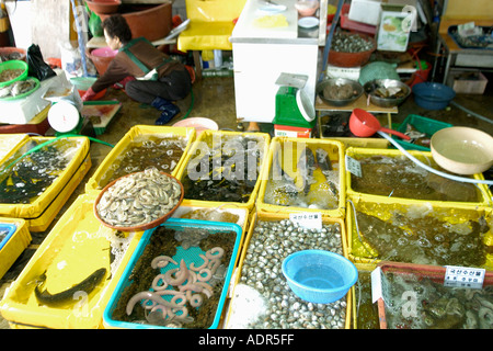 Shell fish, Incheon fish market, South Korea, Asia Stock Photo - Alamy