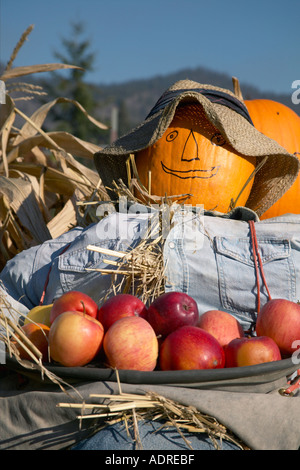 Straw man with pumpkin head and straw hat holding tray of red apples ...