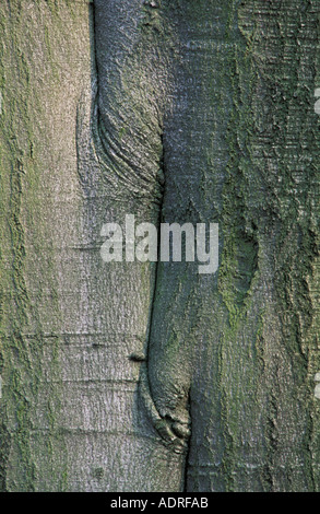 Two beech trees, close together in Thieves Wood, near Sherwood Forest ...