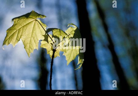 Small young maple tree in spring in the forest with first green leaves ...