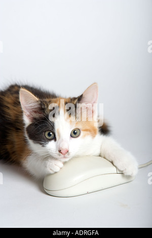 Young fluffy kitten Stock Photo - Alamy